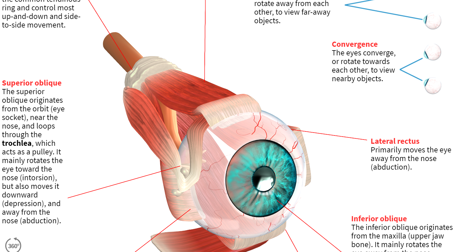 How The Human Eye Works Blend4Web How The Human Eye Works Blend4Web